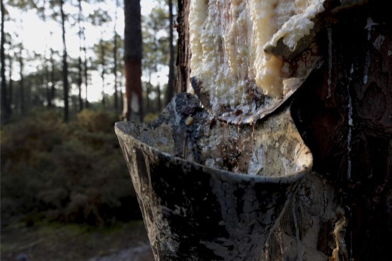 What is Turpentine, and How Is It Used? | I Paint You Sip